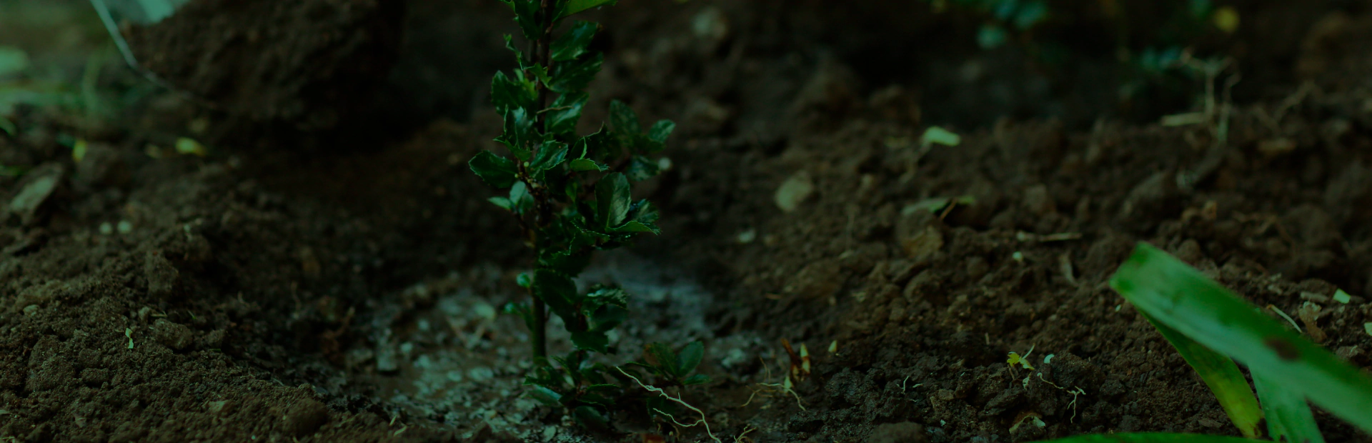 Tree Planting Service Novelty, OH | Call Now | Inspeyered Tree Service